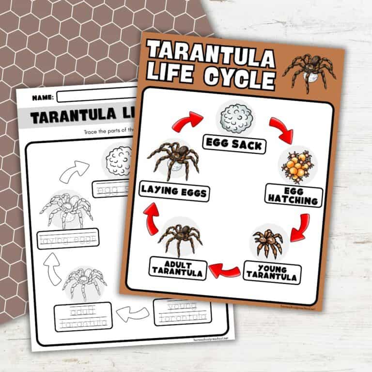 Tarantula Life Cycle Diagram for Preschool Learning