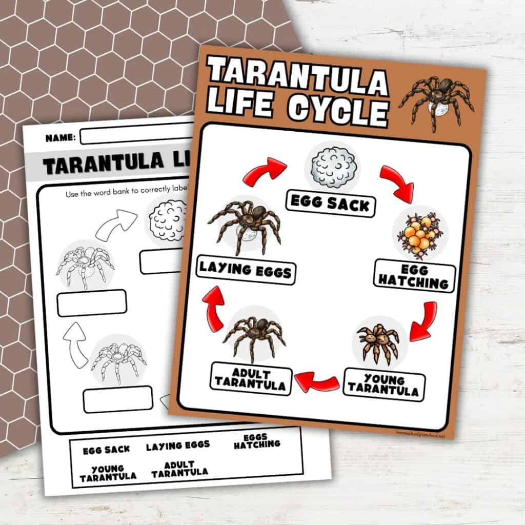 Tarantula Life Cycle Diagram for Preschool Learning