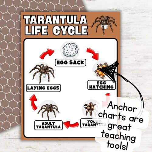 Tarantula Life Cycle Diagram for Preschool Learning