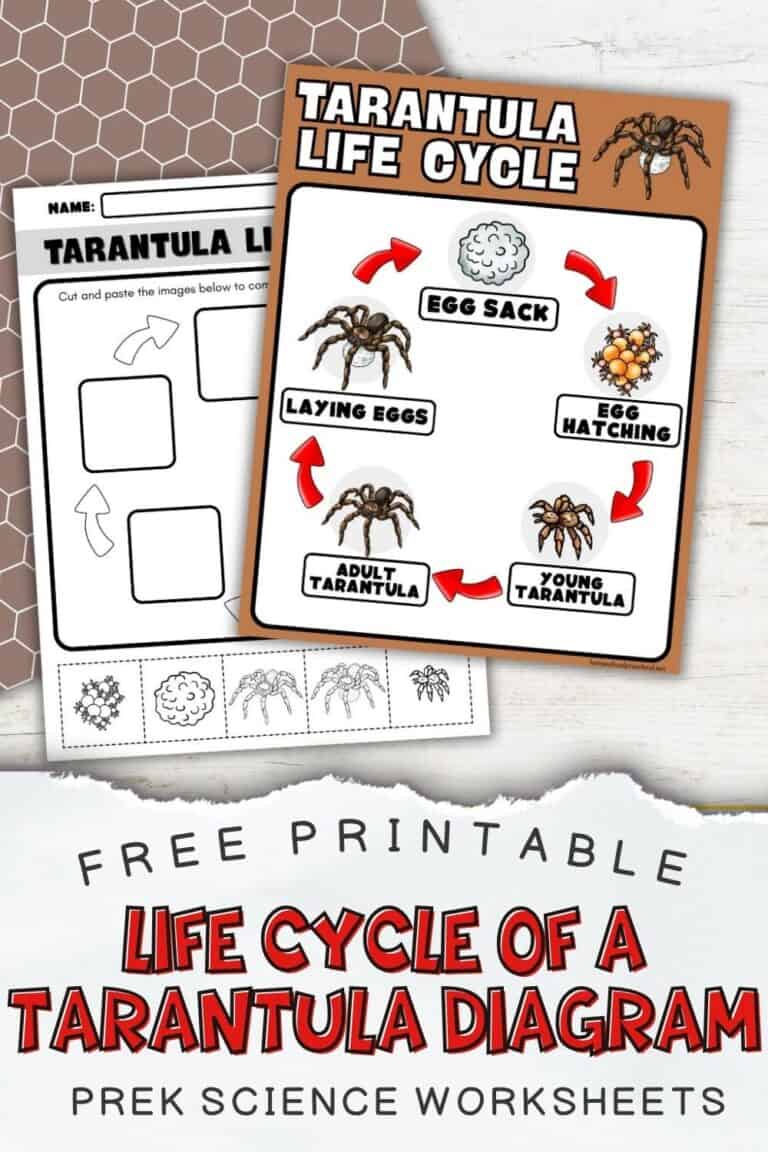 Tarantula Life Cycle Diagram for Preschool Learning