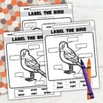Printable Parts of a Bird Worksheet for Preschool Fun