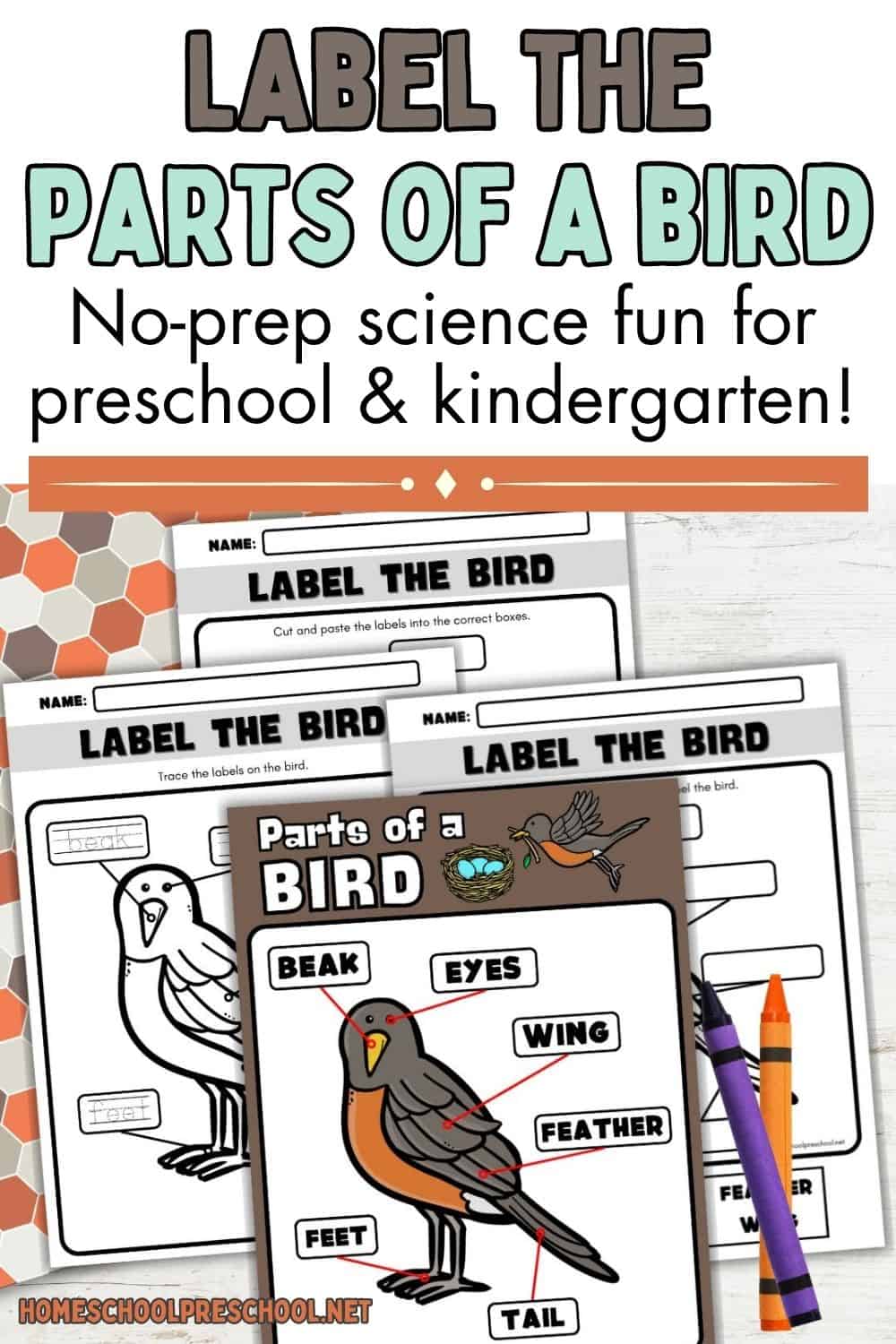 Printable Parts of a Bird Worksheet for Preschool Fun