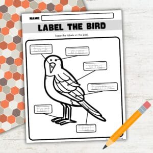 Printable Parts of a Bird Worksheet for Preschool Fun