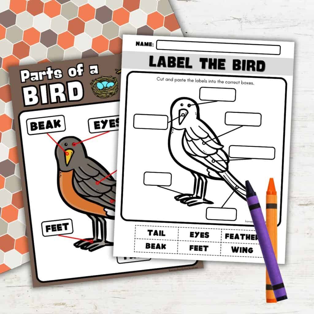 Printable Parts of a Bird Worksheet for Preschool Fun