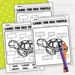 Fun & Educational Sea Turtle Labeling Activities for Kids