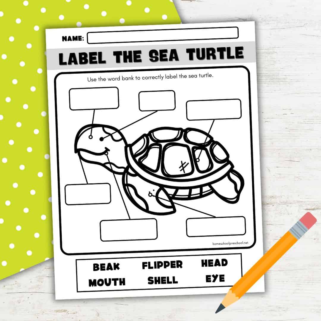 Fun & Educational Sea Turtle Labeling Activities for Kids