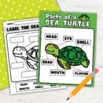 Fun & Educational Sea Turtle Labeling Activities for Kids