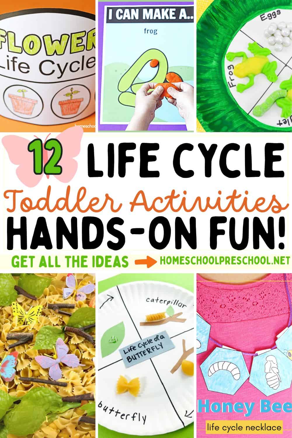 Life Cycle Activities for Toddlers to Explore Nature