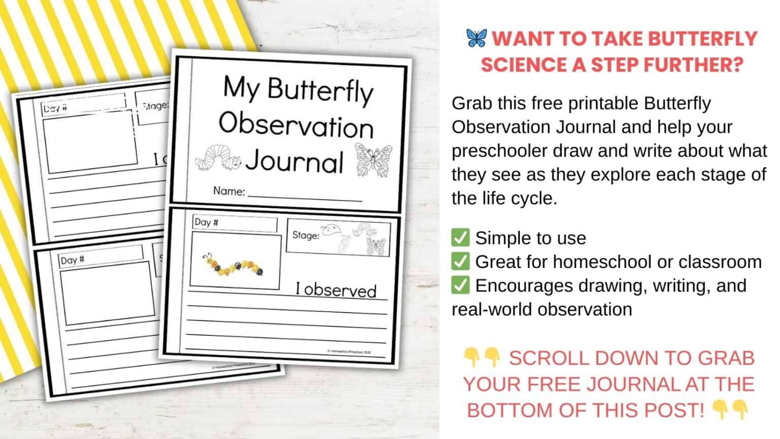 Butterfly Science Activities for Preschoolers That Inspire Learning