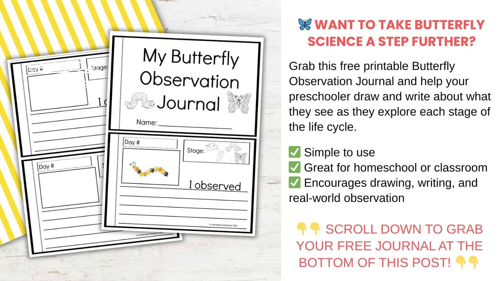 Butterfly Science Activities for Preschoolers That Inspire Learning