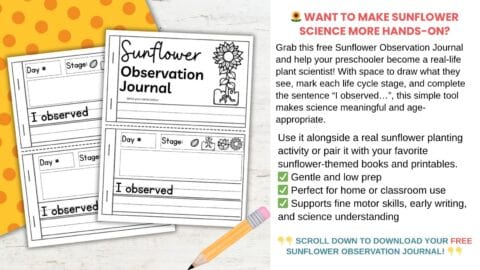 Sunflower Science for Preschoolers: Hands-On Life Cycle Fun
