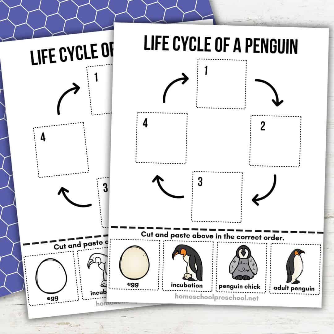Life Cycle of a Penguin Worksheet - Free Preschool Printable