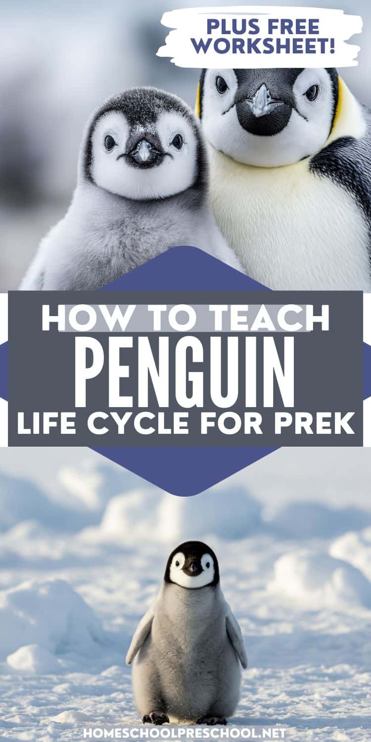 Life Cycle of a Penguin Worksheet - Free Preschool Printable