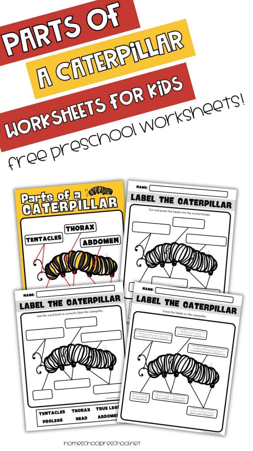 Parts of a Caterpillar Worksheets for Preschool