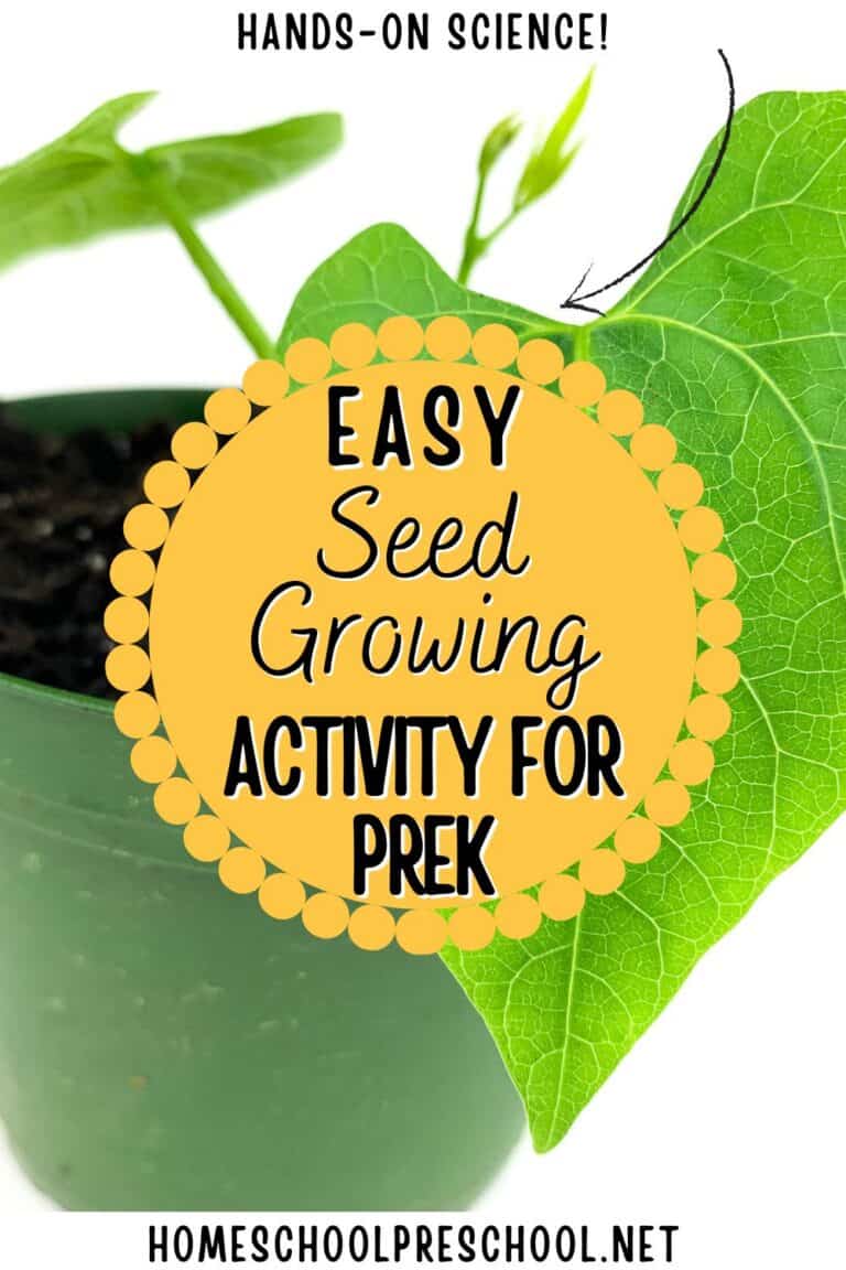 Growing Seeds in a Plastic Bag Preschool Lima Bean Activity