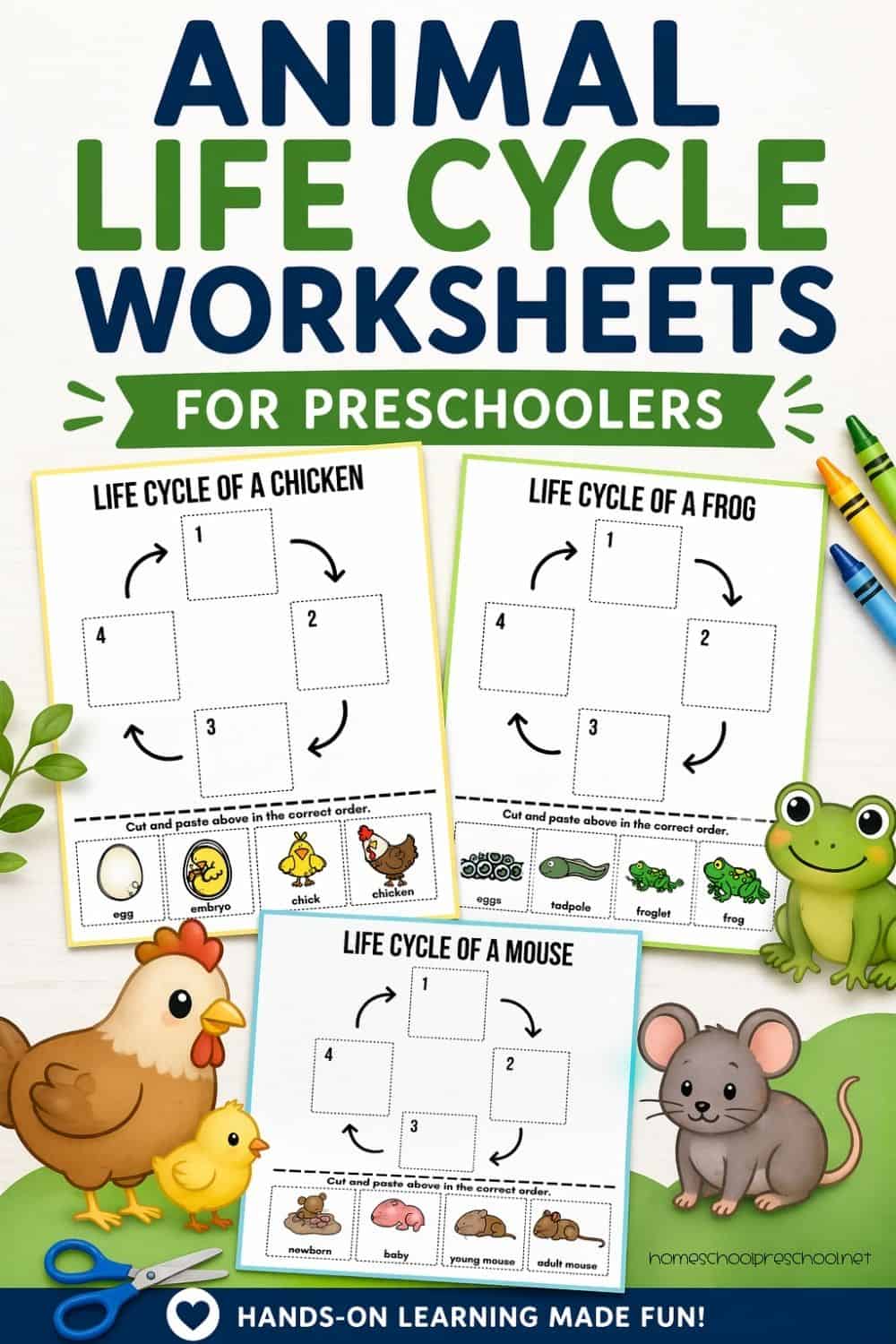 Animal Life Cycle Preschool Worksheets (Free Printables)