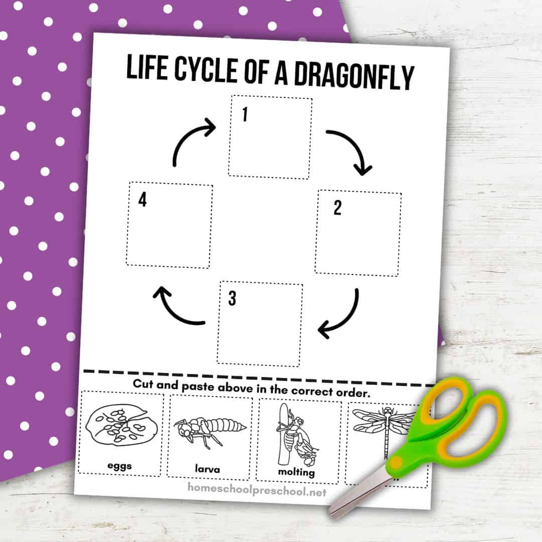Dragonfly Life Cycle Worksheet for Preschool (Hands-On Science)