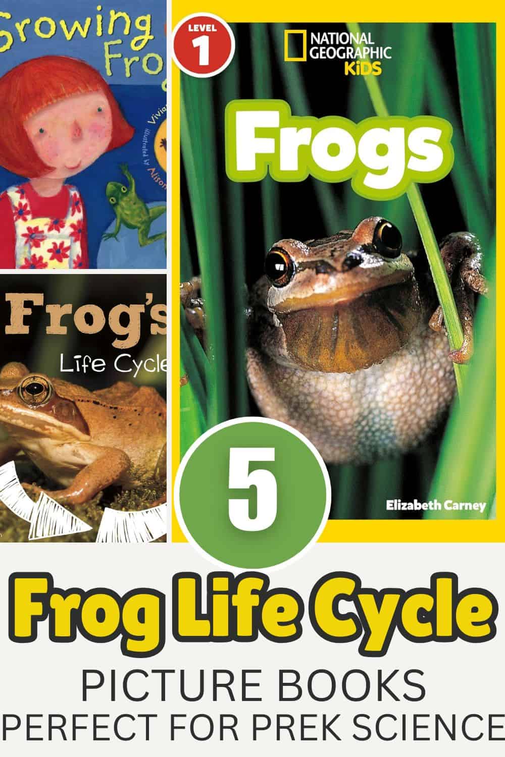 Frog Life Cycle Books for Preschool and Kindergarten (Top Picks)