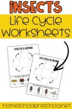 Insect Life Cycle Worksheets for Preschoolers
