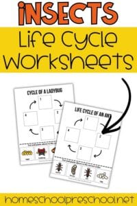 Insect Life Cycle Worksheets for Preschoolers
