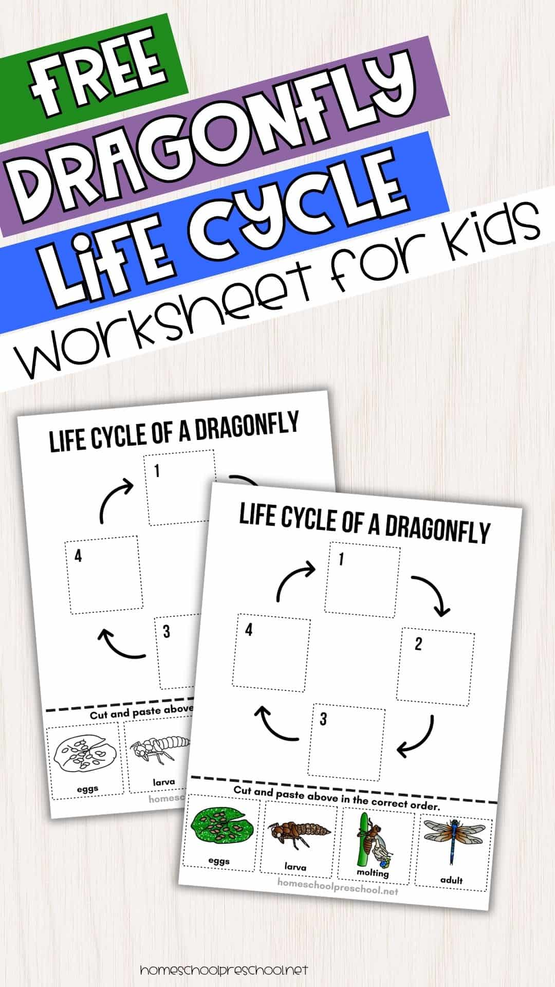 Dragonfly Life Cycle Worksheet for Preschool (Hands-On Science)