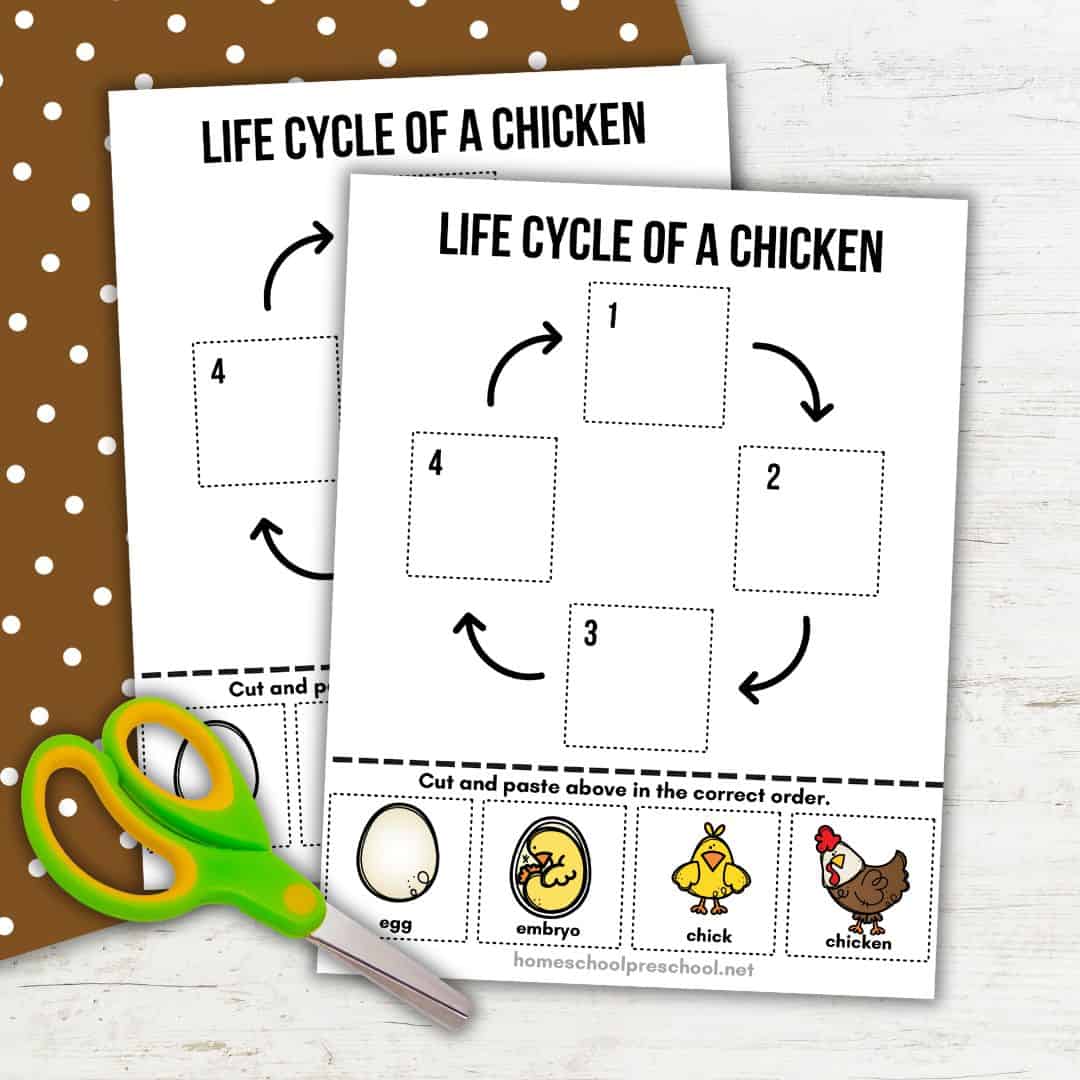 Life Cycle of a Chicken Worksheet for Preschool (Free Printable)