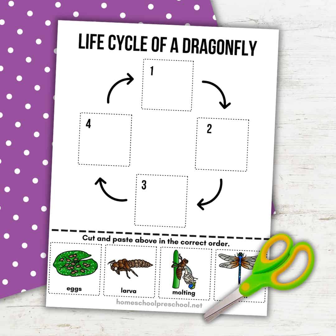 Dragonfly Life Cycle Worksheet for Preschool (Hands-On Science)
